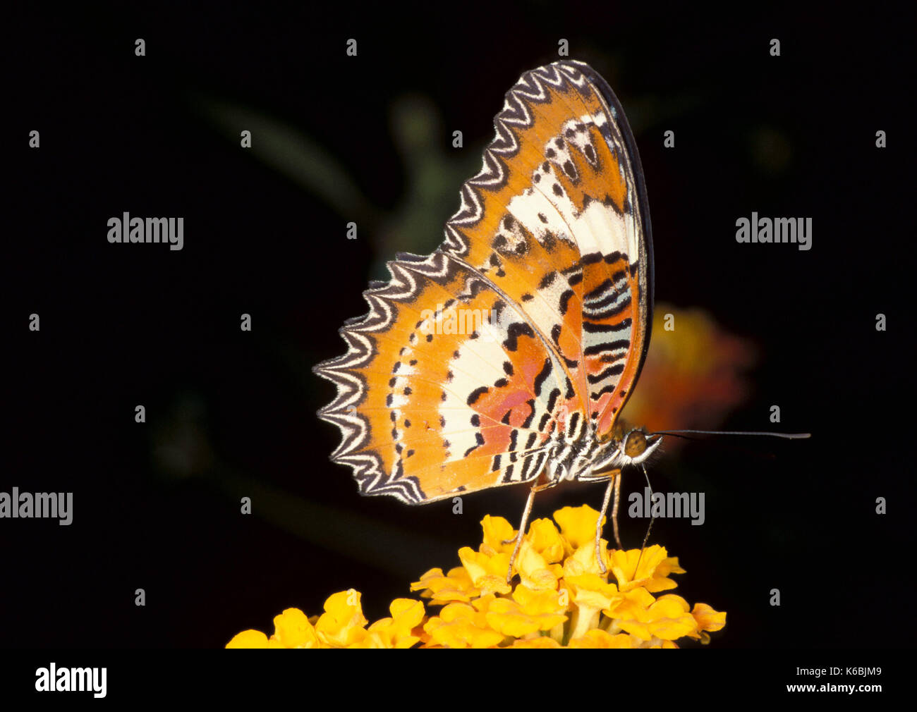 Cethosia biblis, Lacewing Butterfly, resting on flower, showing ...
