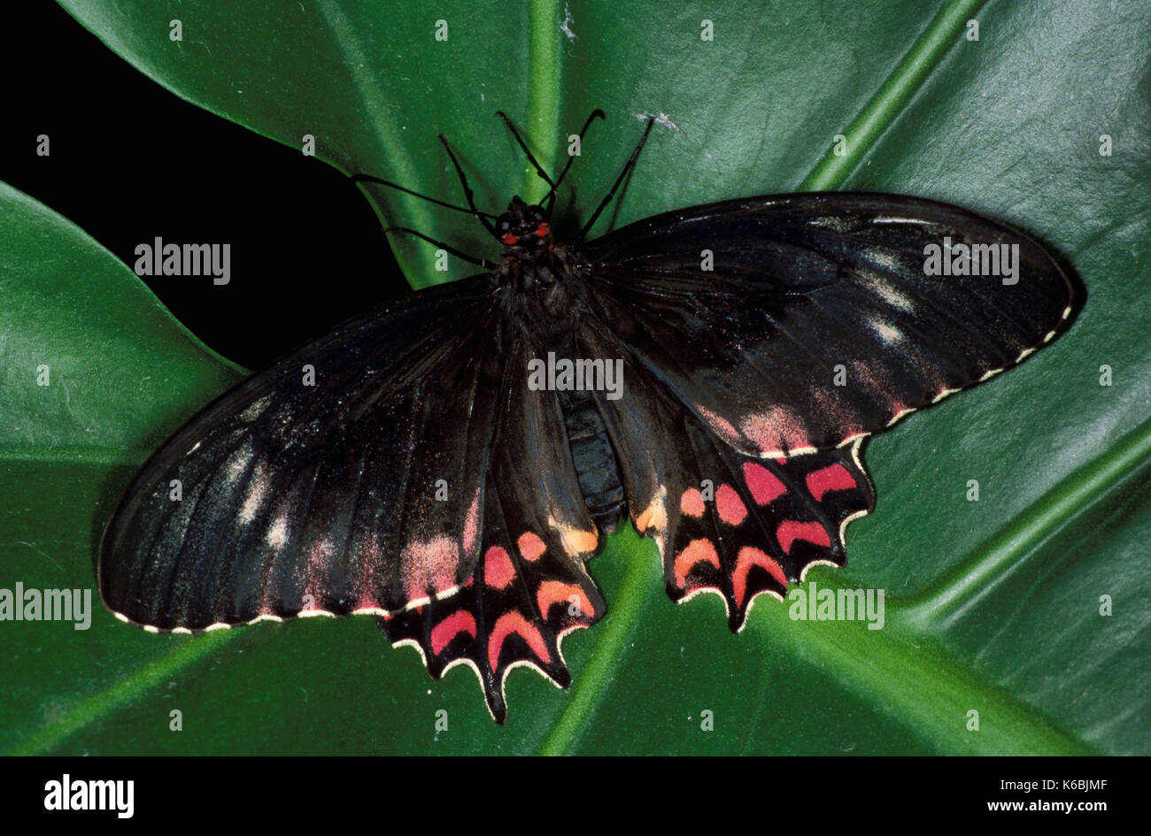 Parides Photinus Butterfly, Swallowtail, black with red markings, wings ...