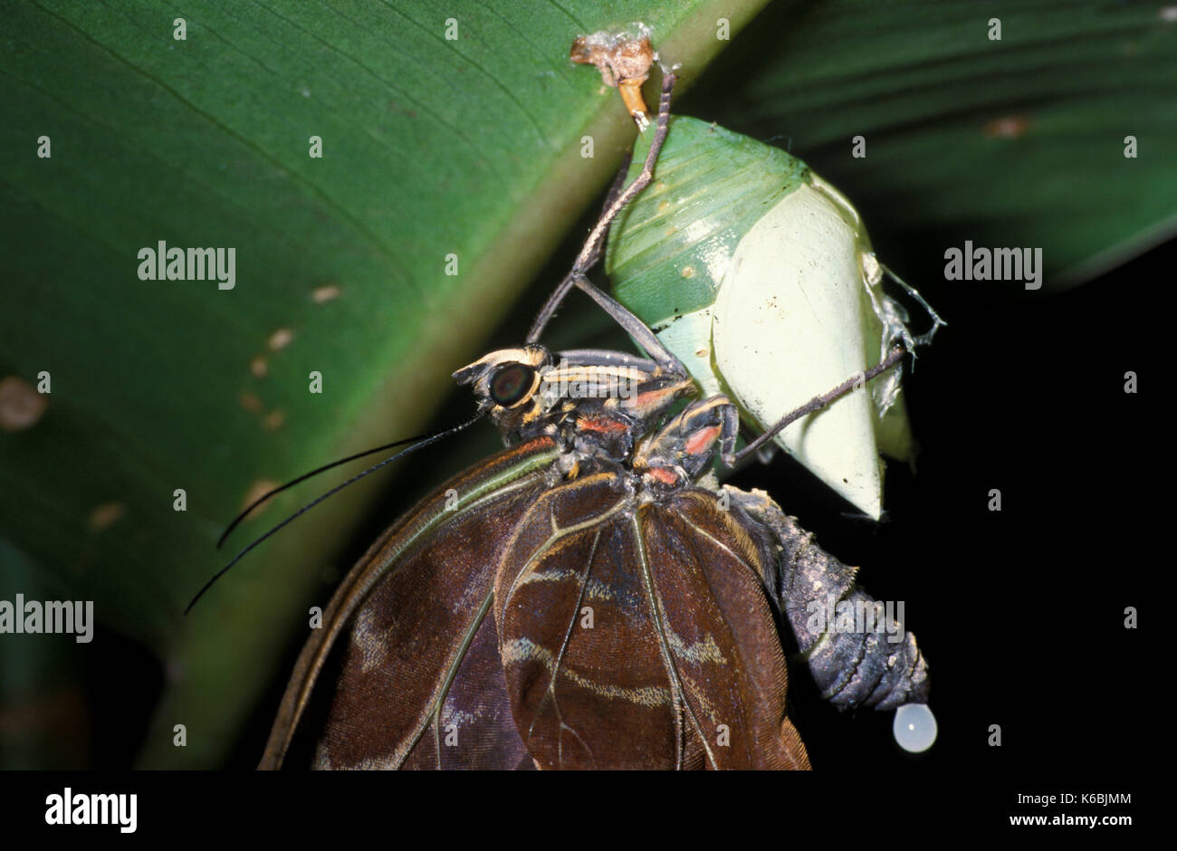 Blue morpho (Morpho peleides) - butterfly pupae hatching tropical ...