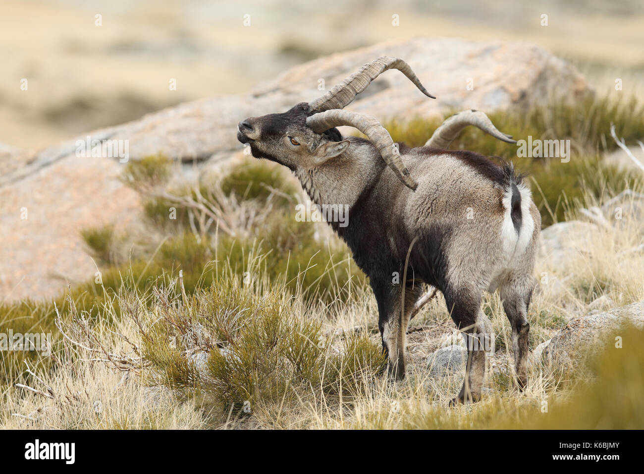 Spanish ibex - mating season Stock Photo - Alamy