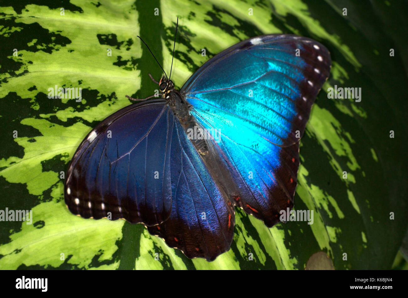 Irridescent blue butterfly High Resolution Stock Photography and Images ...