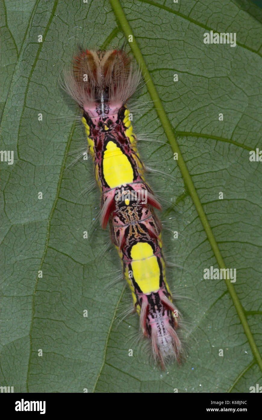 Caterpillar morpho peleides hi-res stock photography and images - Alamy