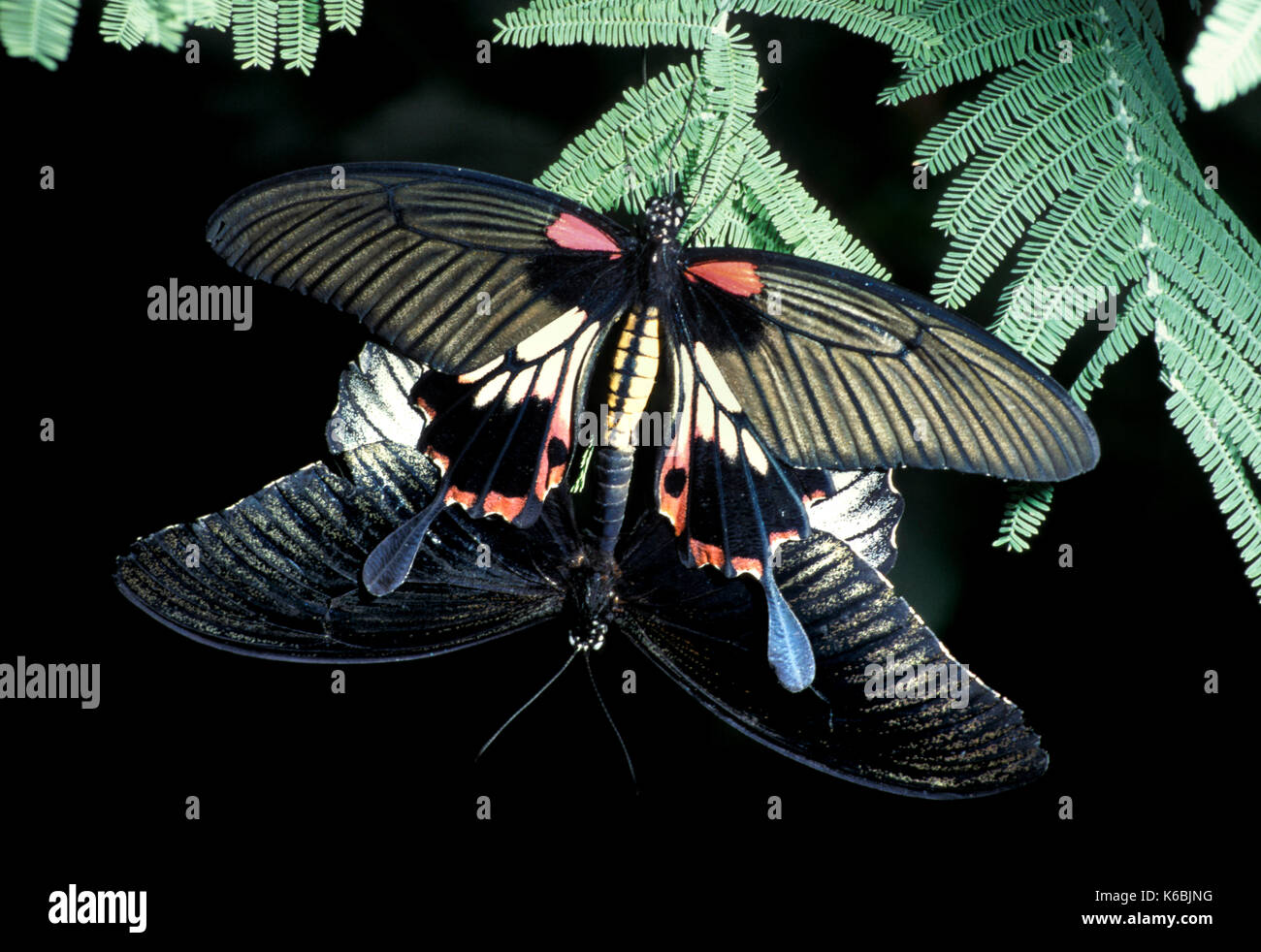 Great mormon (Papilio memnon) swallowtail butterflies - mating insect ...