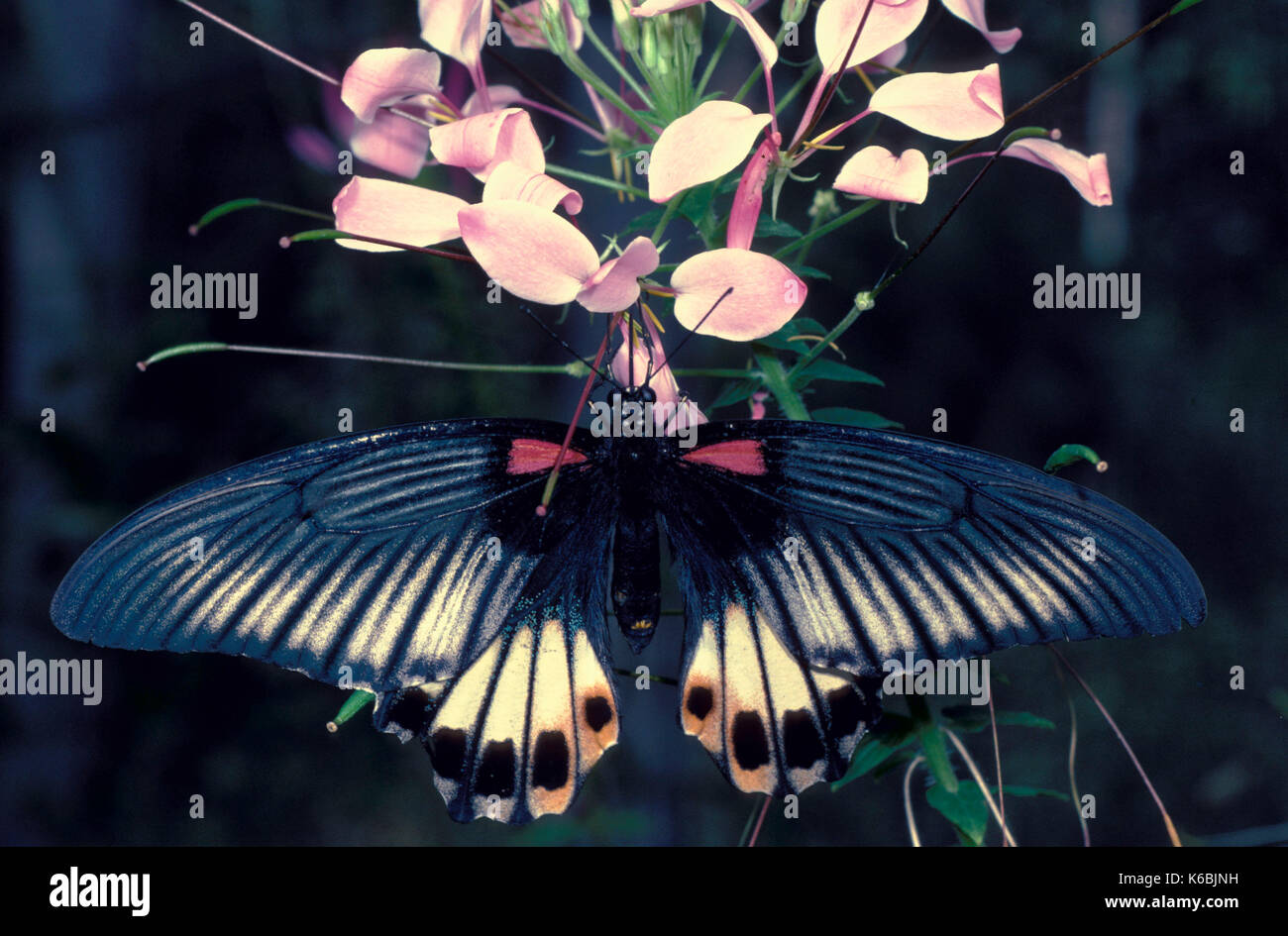 Great Mormon Butterfly, Papilio memnon, swallowtail resting on flower ...