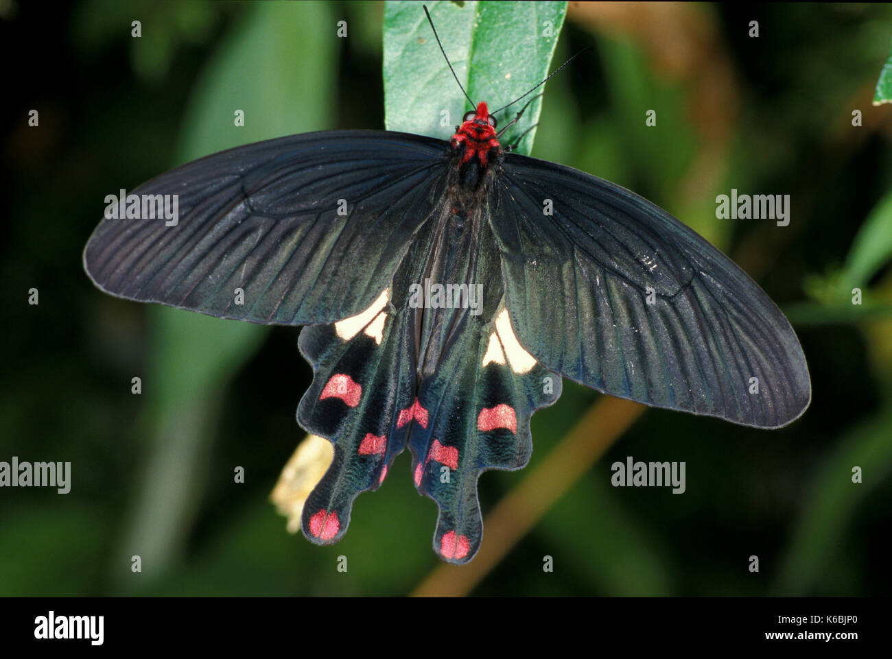 Common rose butterfly hi-res stock photography and images - Alamy