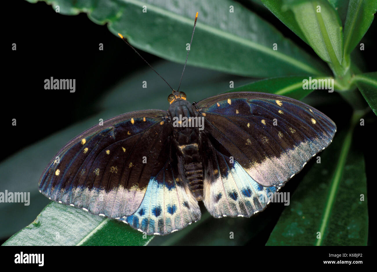 Archduke Butterfly, Lexias pardalis dirteana, Resting with wings open ...