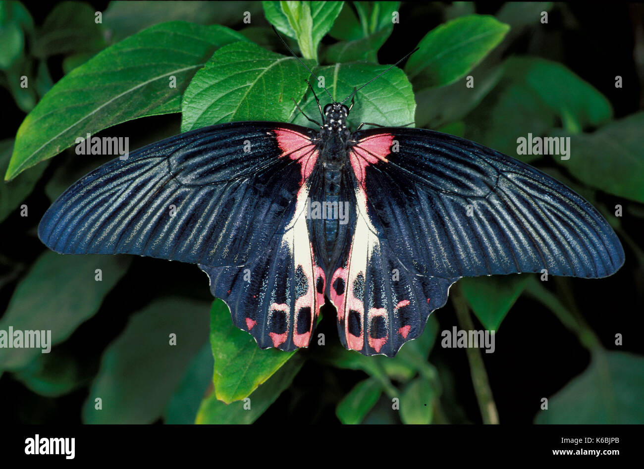 Scarlet Swallowtail Butterfly, Papilio rumanzovia, black and rose ...