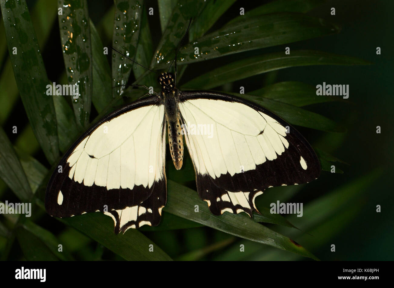 Mocker Swallowtail Butterfly, Papilio dardanus, resting on leaf with ...