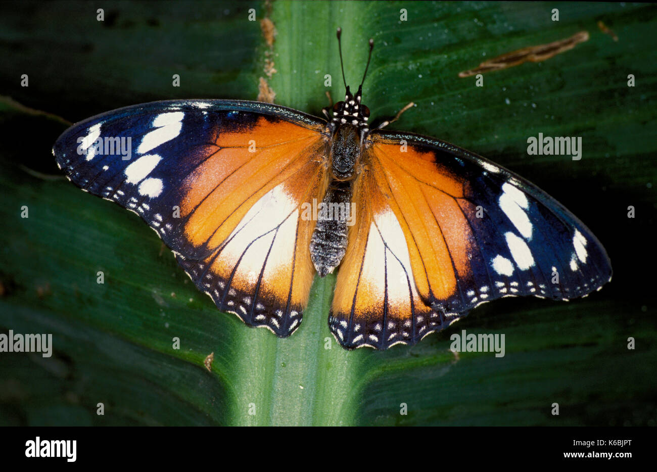 Danaus Chrysippus Butterfly, wings open, Lesser Wanderer, orange, black ...