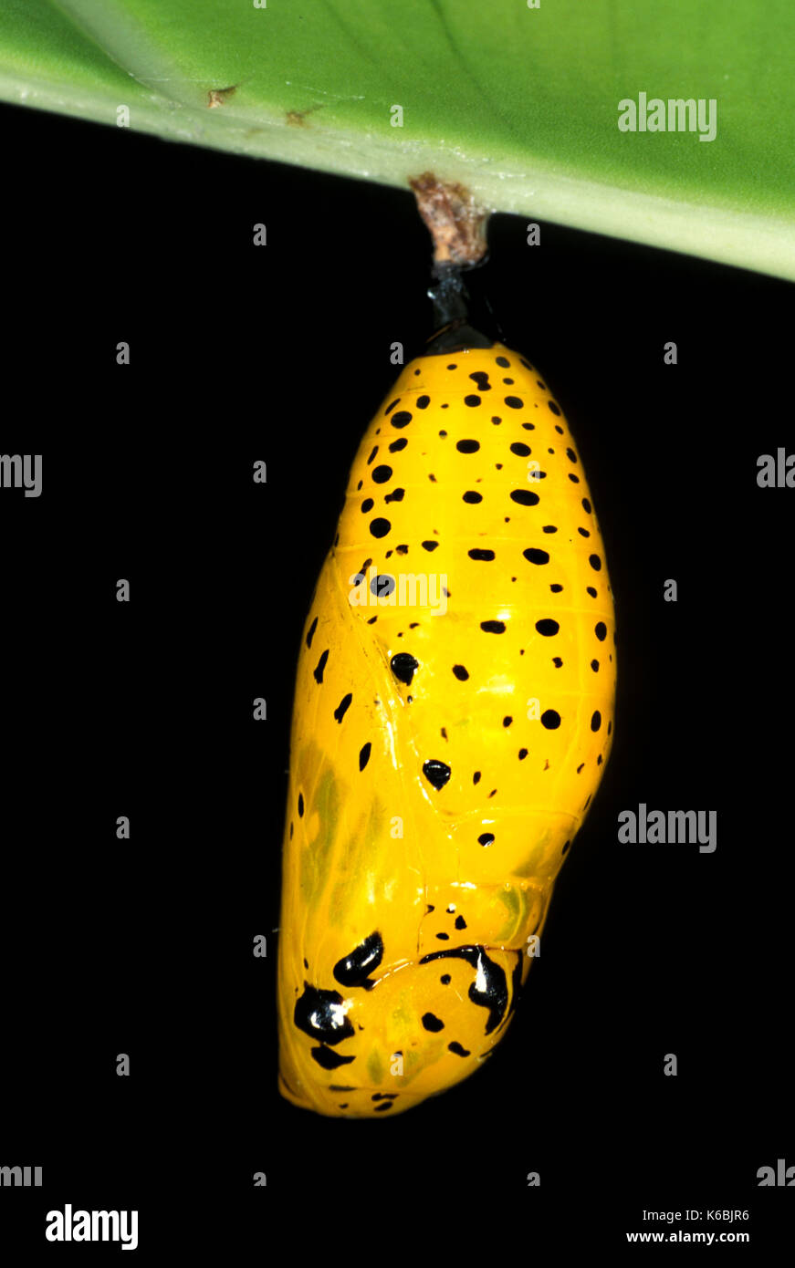 Tree Nymph Butterfly, Idea leuconoe, Asia, Paper Kite, Rice Paper, or ...