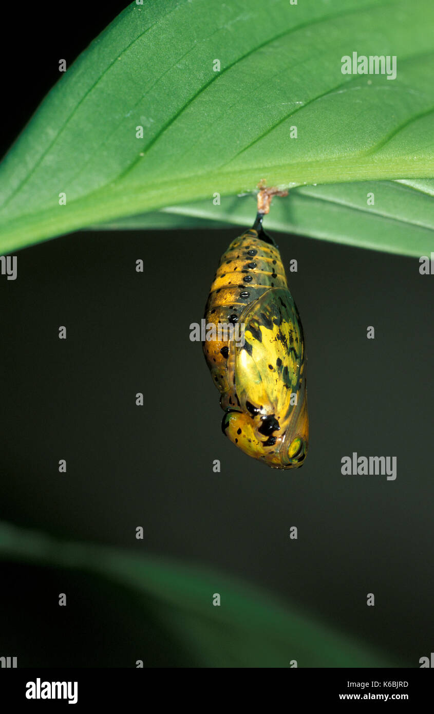 Tree Nymph Butterfly, Idea leuconoe, Asia, Paper Kite, Rice Paper, or ...