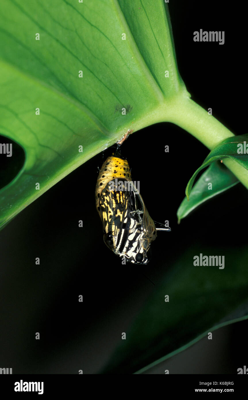 Tree Nymph Butterfly, Idea leuconoe, Asia, Paper Kite, Rice Paper, or ...
