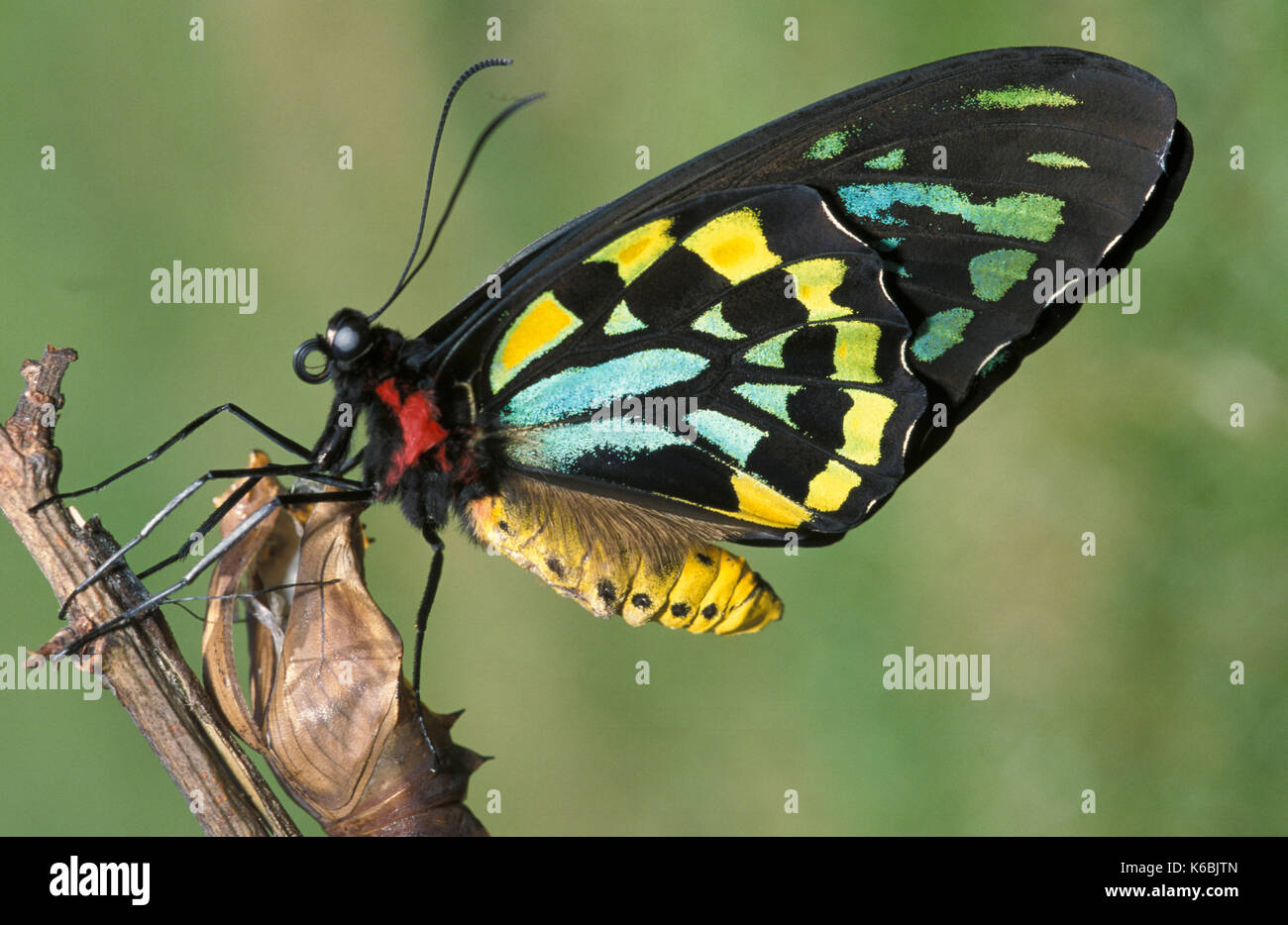 Green Birdwing Butterfly, Ornithoptera priamus, New Guinea and ...