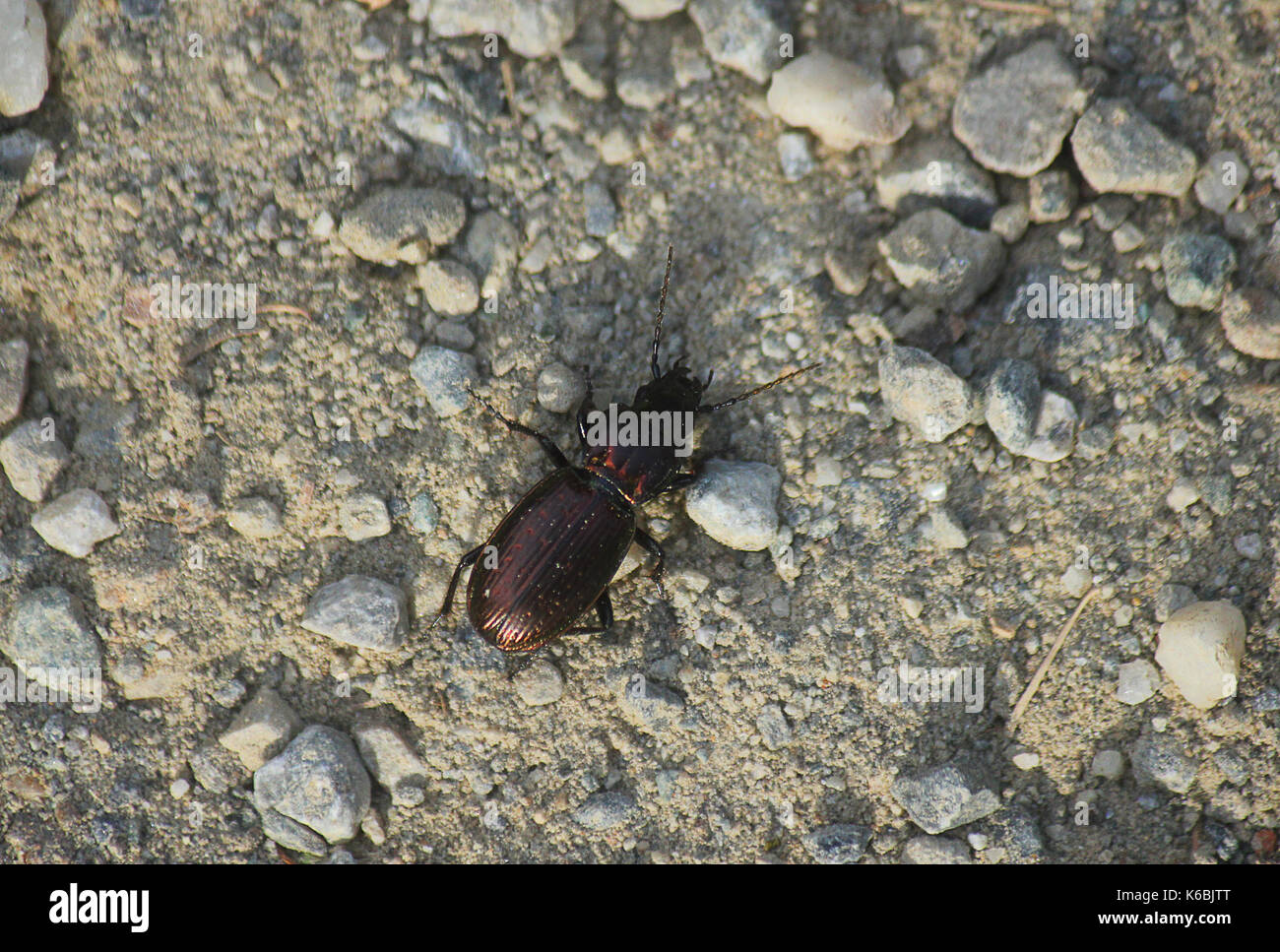 Ecosystem coleoptera hi-res stock photography and images - Alamy