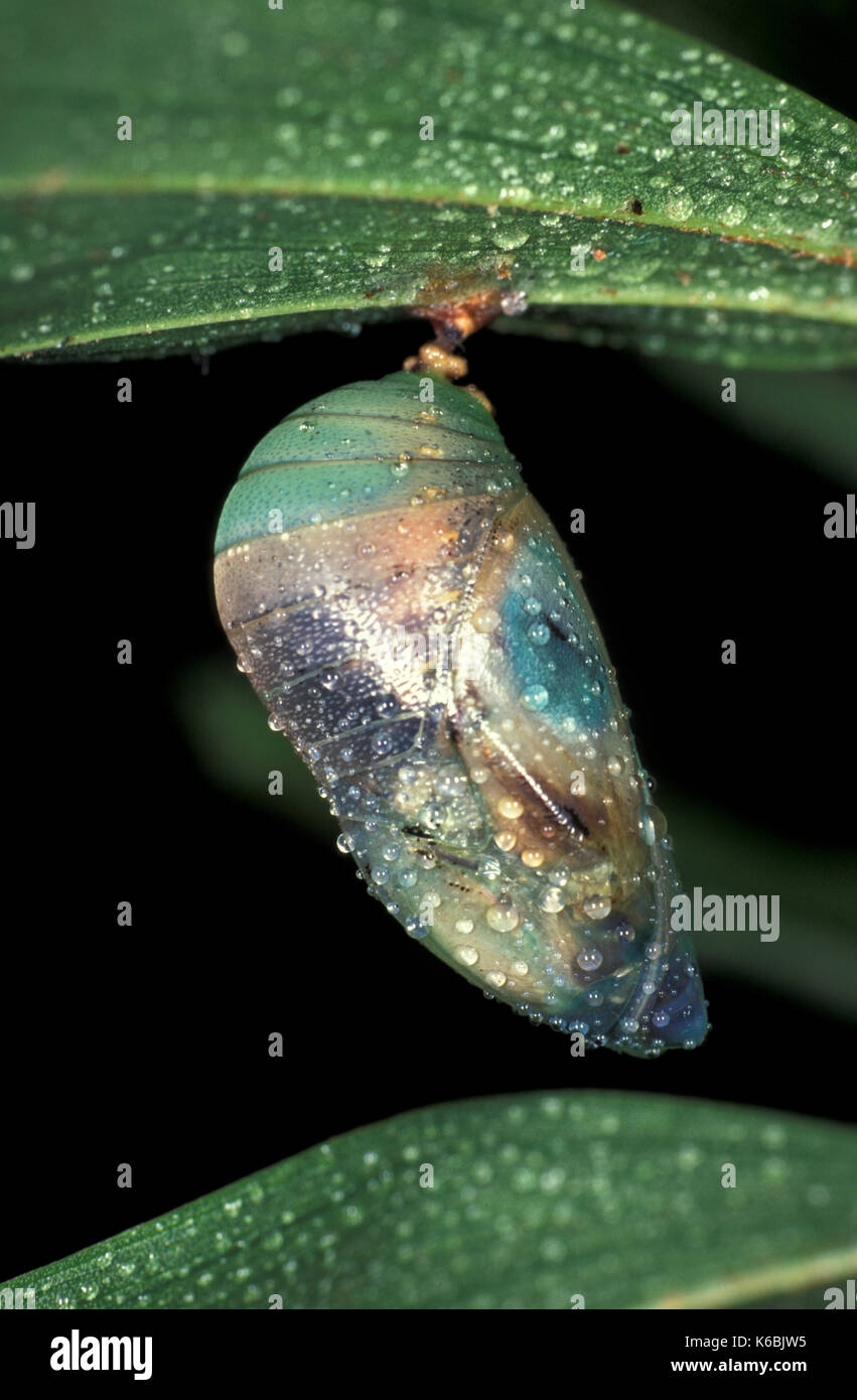 Blue Morpho Butterfly Pupae, Morpho peleides, covered in raindrops ...