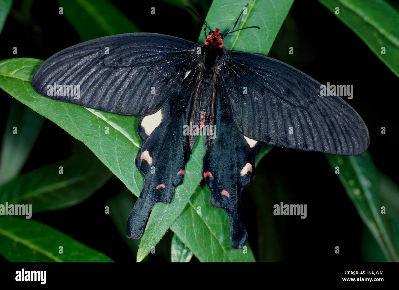 Tail and wings hi-res stock photography and images - Alamy