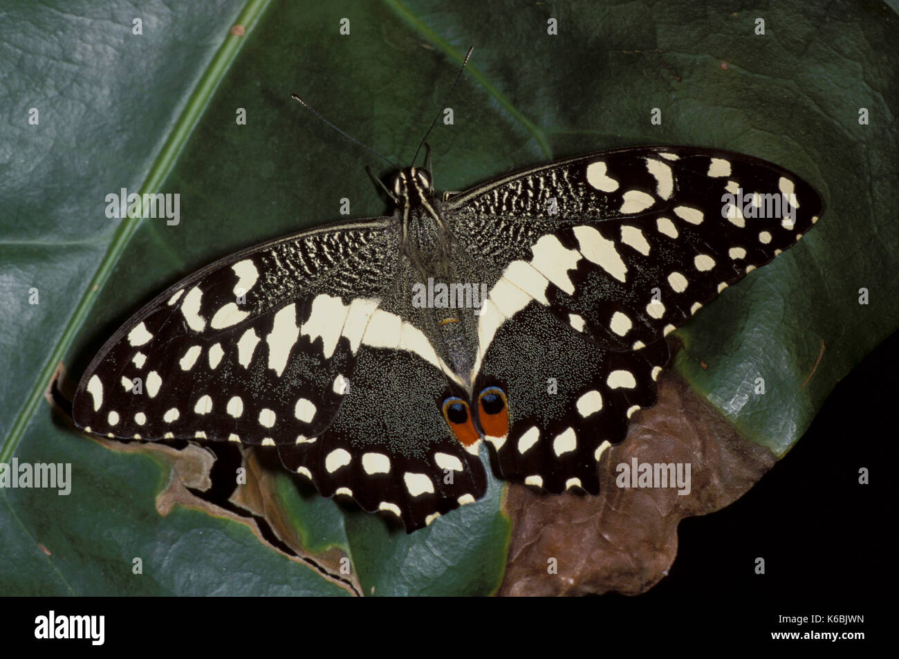 Lime Swallowtail Butterfly, Papilio demoleus, resting with wings open ...