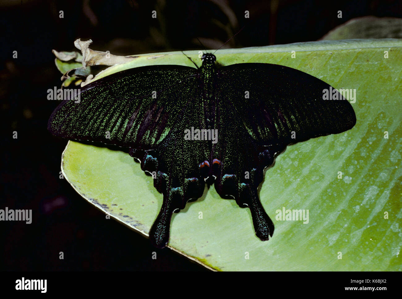 Papilio dialis Butterfly, wings open, green and black colours, scales ...