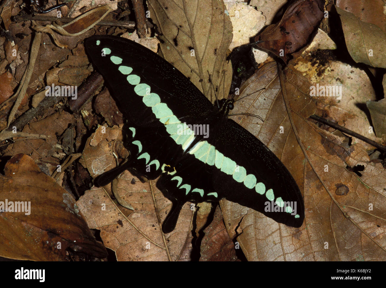 Rainforest floor butterfly hi-res stock photography and images - Alamy