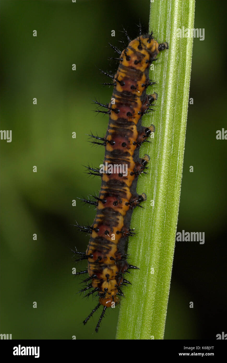 Gaudy Commodore Butterfly, Caterpillar, Precis Octavia, feeding on ...