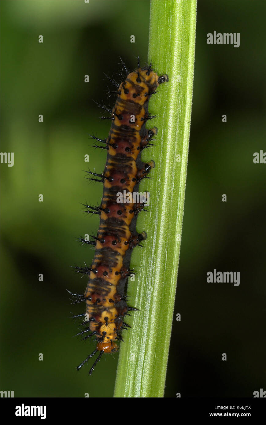 Gaudy Commodore Butterfly, Caterpillar, Precis Octavia, feeding on ...