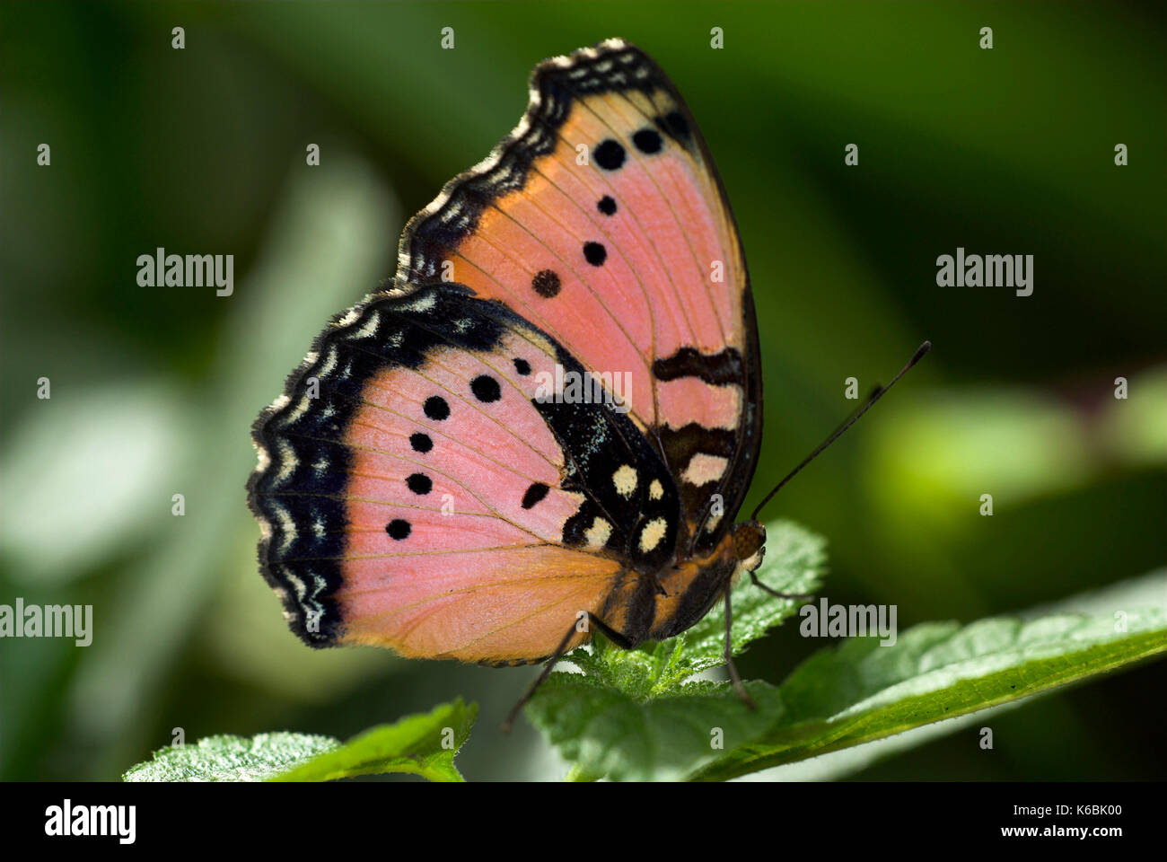 Gaudy Commodore, Butterfly, Precis Octavia, side view, red form Stock ...
