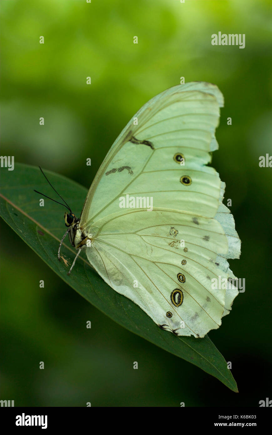White Morpho Butterfly, Morpho polyphemus, tatty wings, damaged by ...