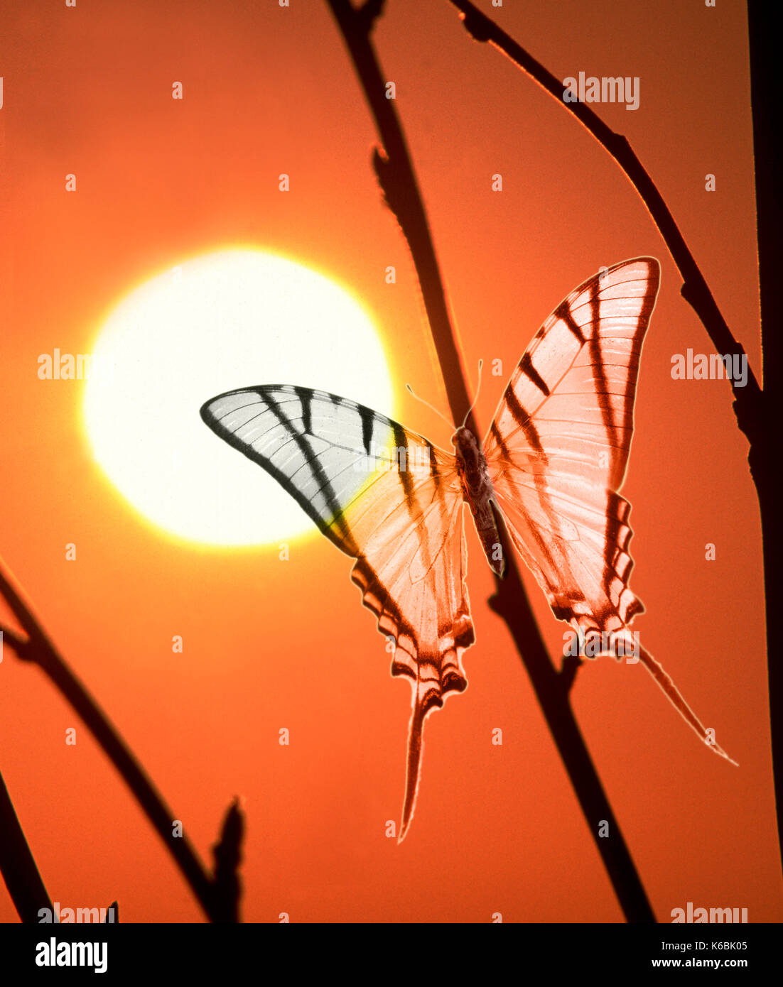 Protesilaus butterfly hi-res stock photography and images - Alamy