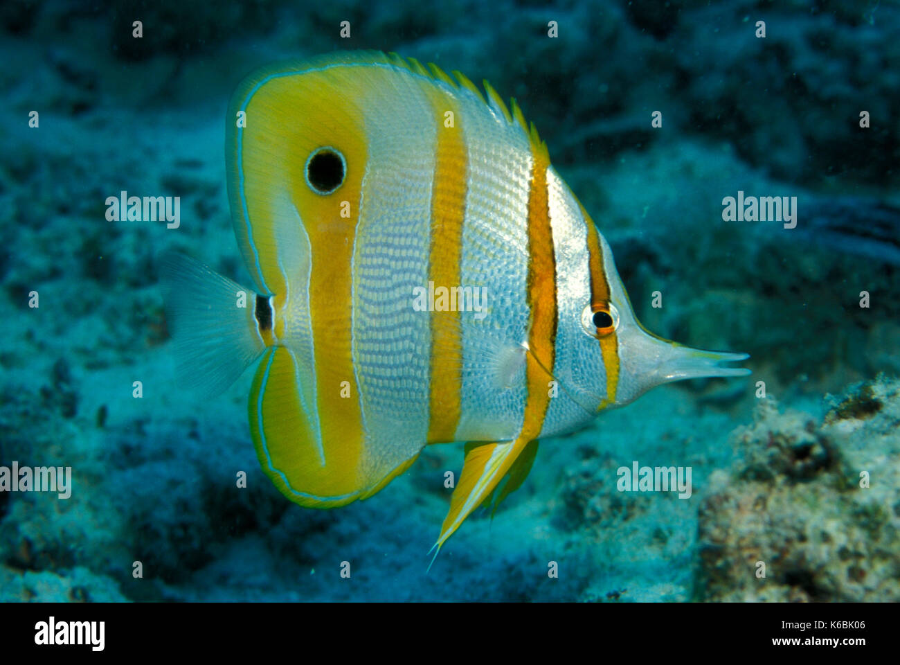 Copper Banded Butterfly fish (Chelmon rostratus) - Lankayan, Sabah ...