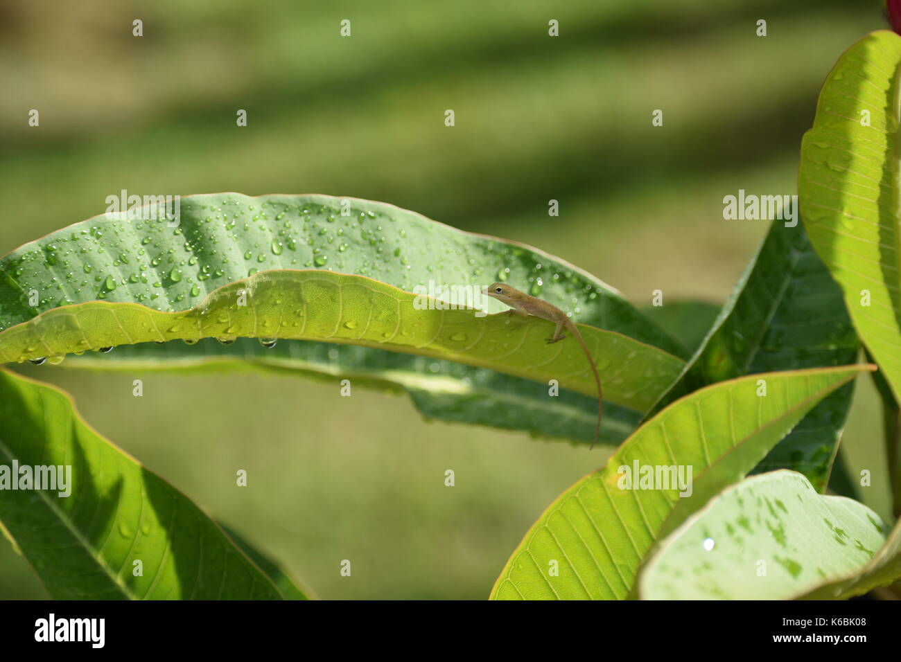 Baby lizard hi-res stock photography and images - Alamy