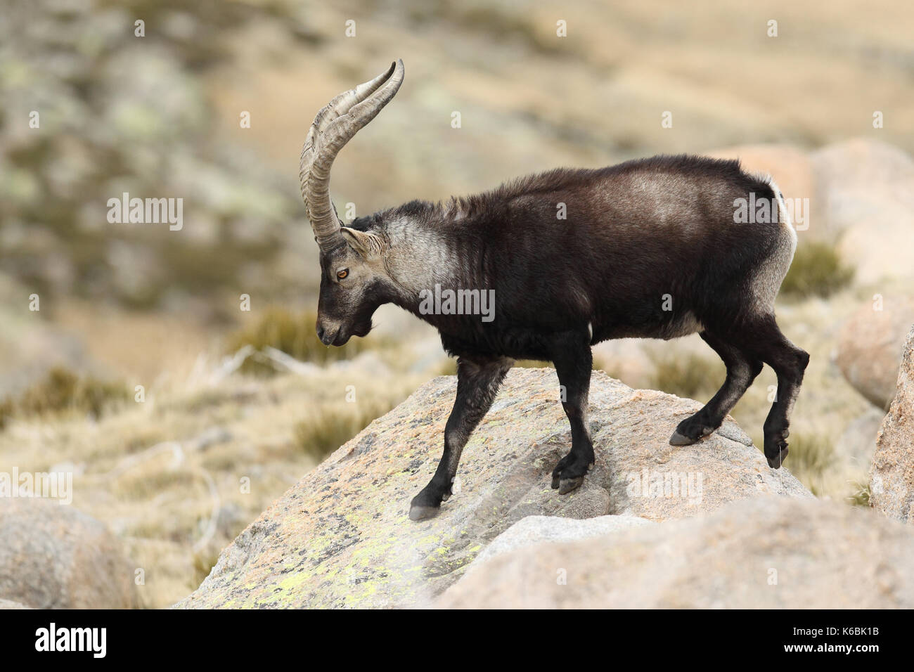 Southeastern spanish ibex hi-res stock photography and images - Alamy