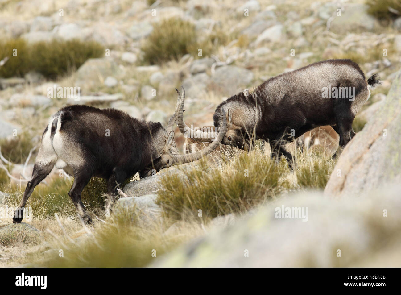 Southeastern spanish ibex hi-res stock photography and images - Alamy