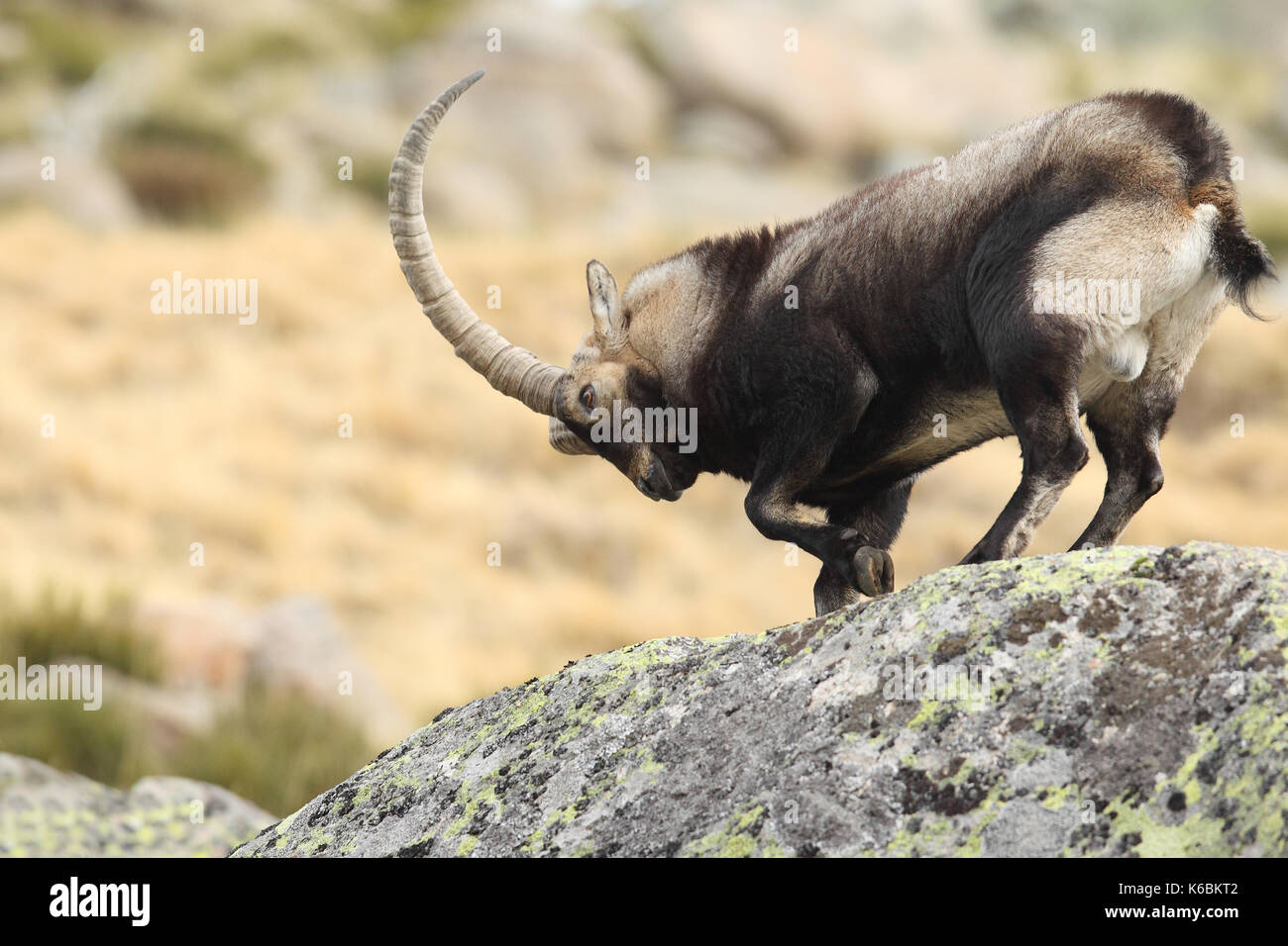 Southeastern spanish ibex hi-res stock photography and images - Alamy