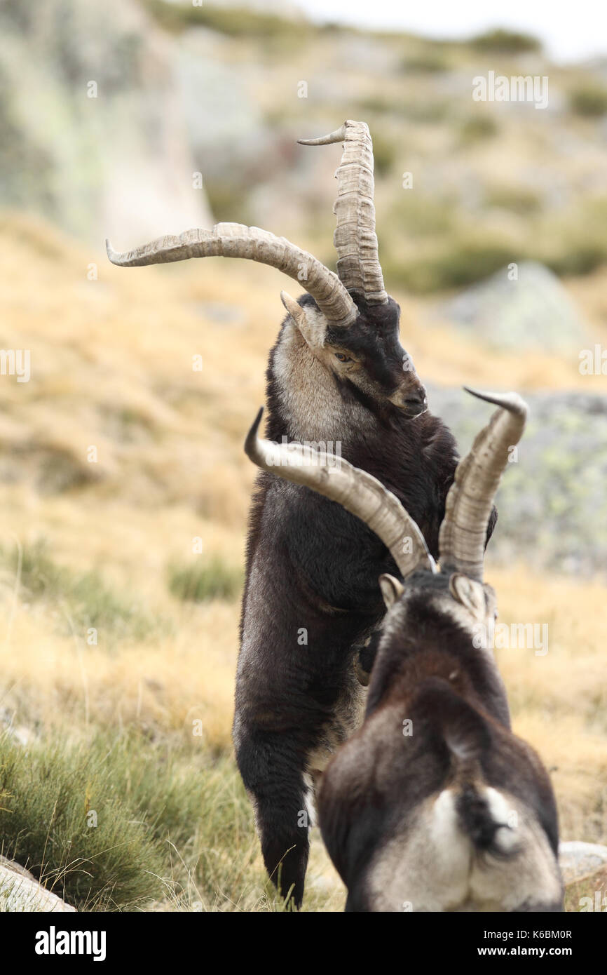 Southeastern spanish ibex hi-res stock photography and images - Alamy