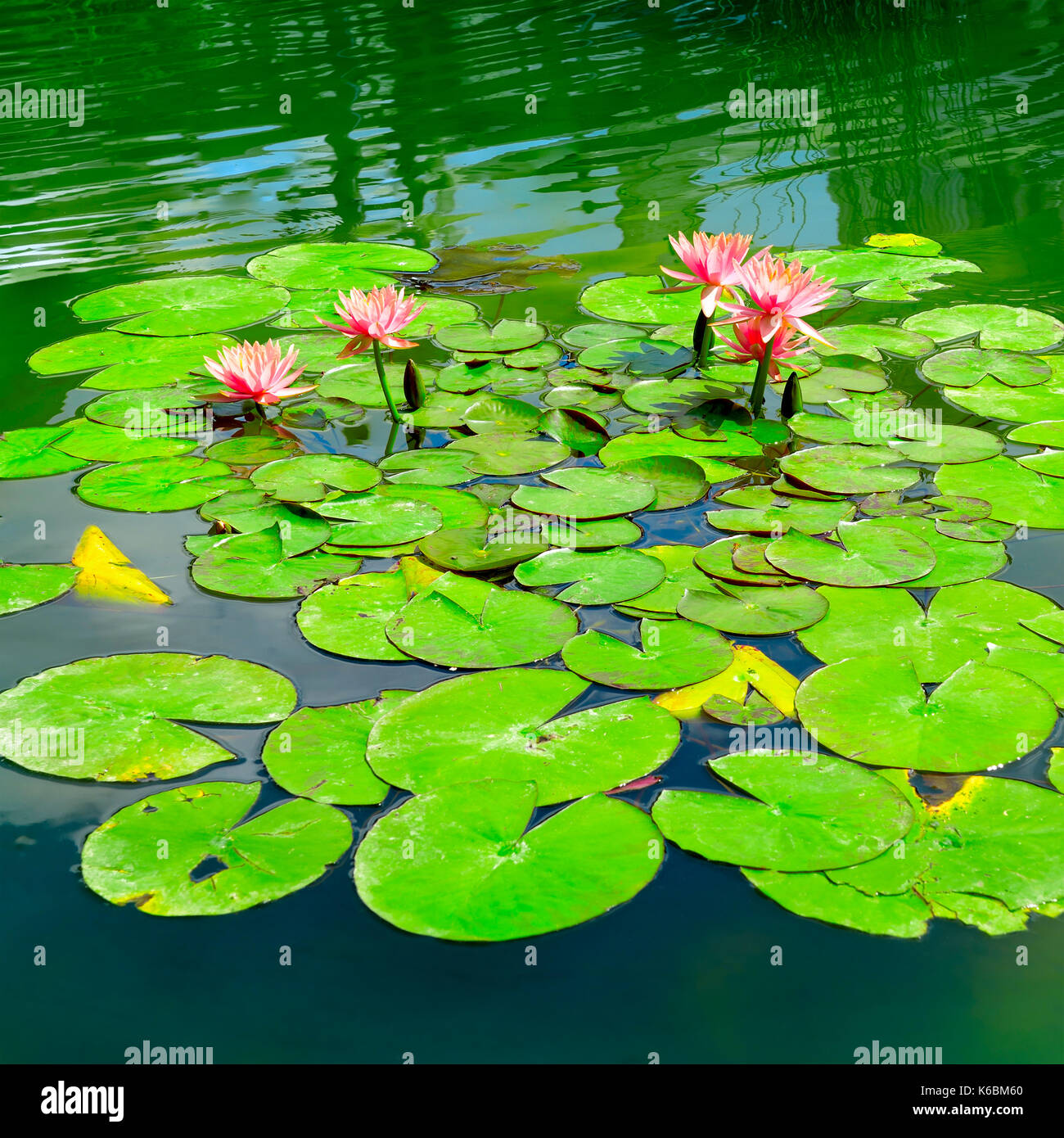 Small yellow water lily flowers hi-res stock photography and images - Alamy