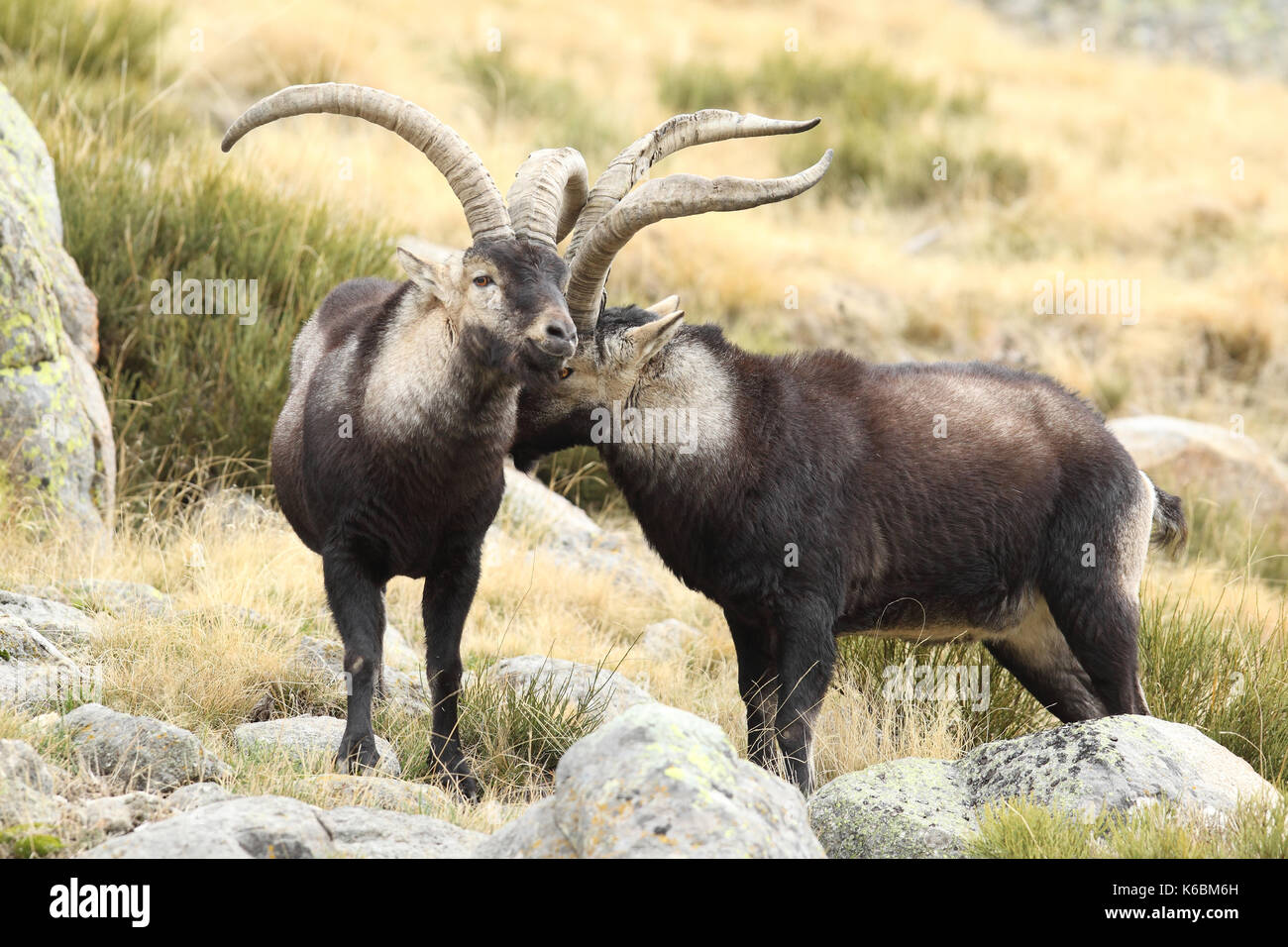 Spanish ibex - mating season Stock Photo - Alamy