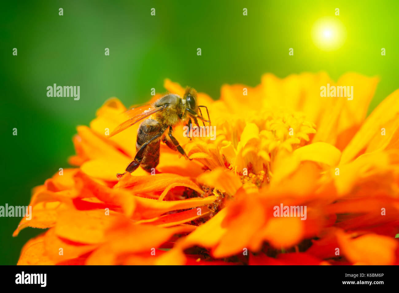 Honey bee pollinating a flower Stock Photo - Alamy
