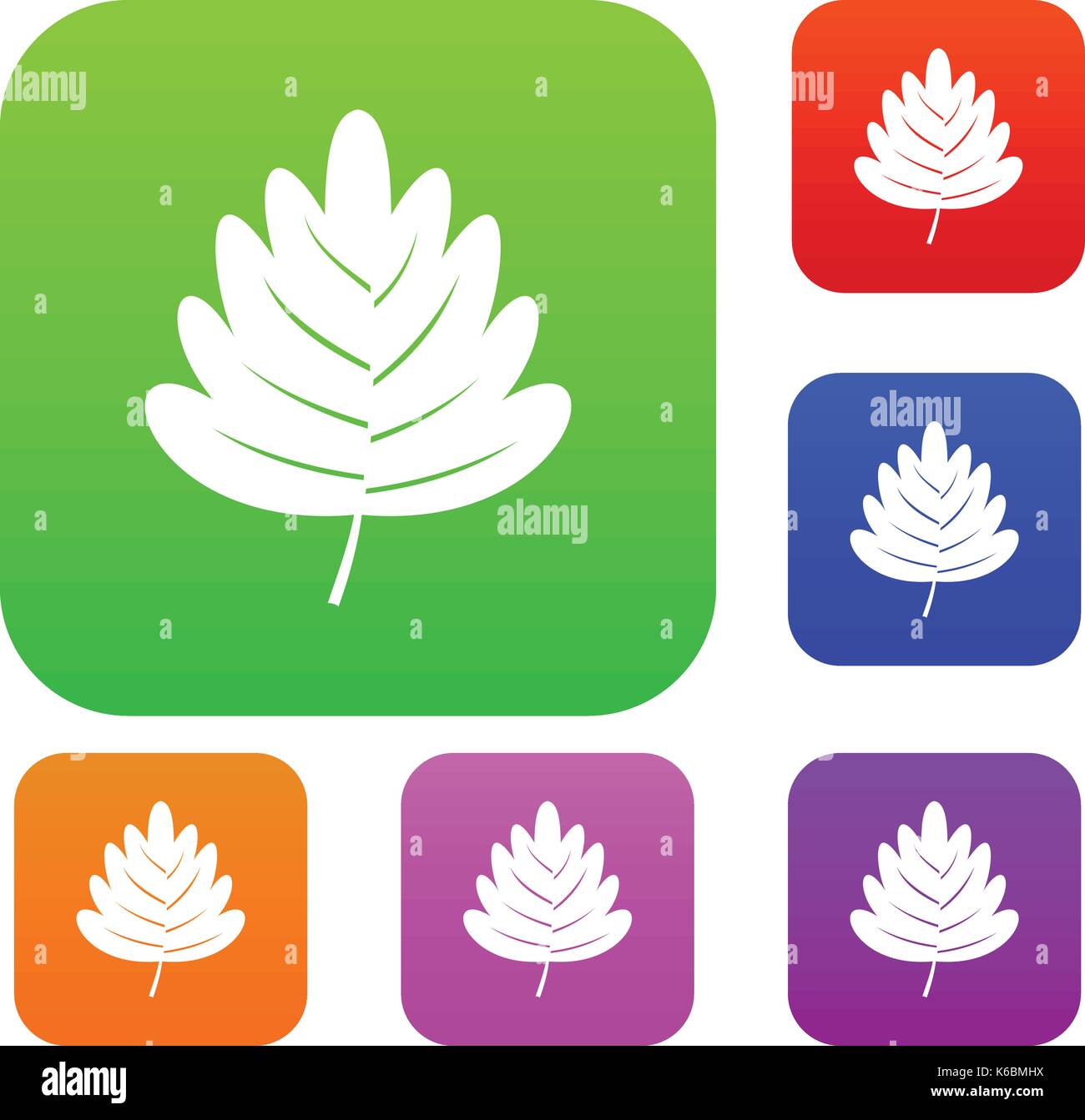 Hawthorn leaf set color collection Stock Vector Image & Art - Alamy