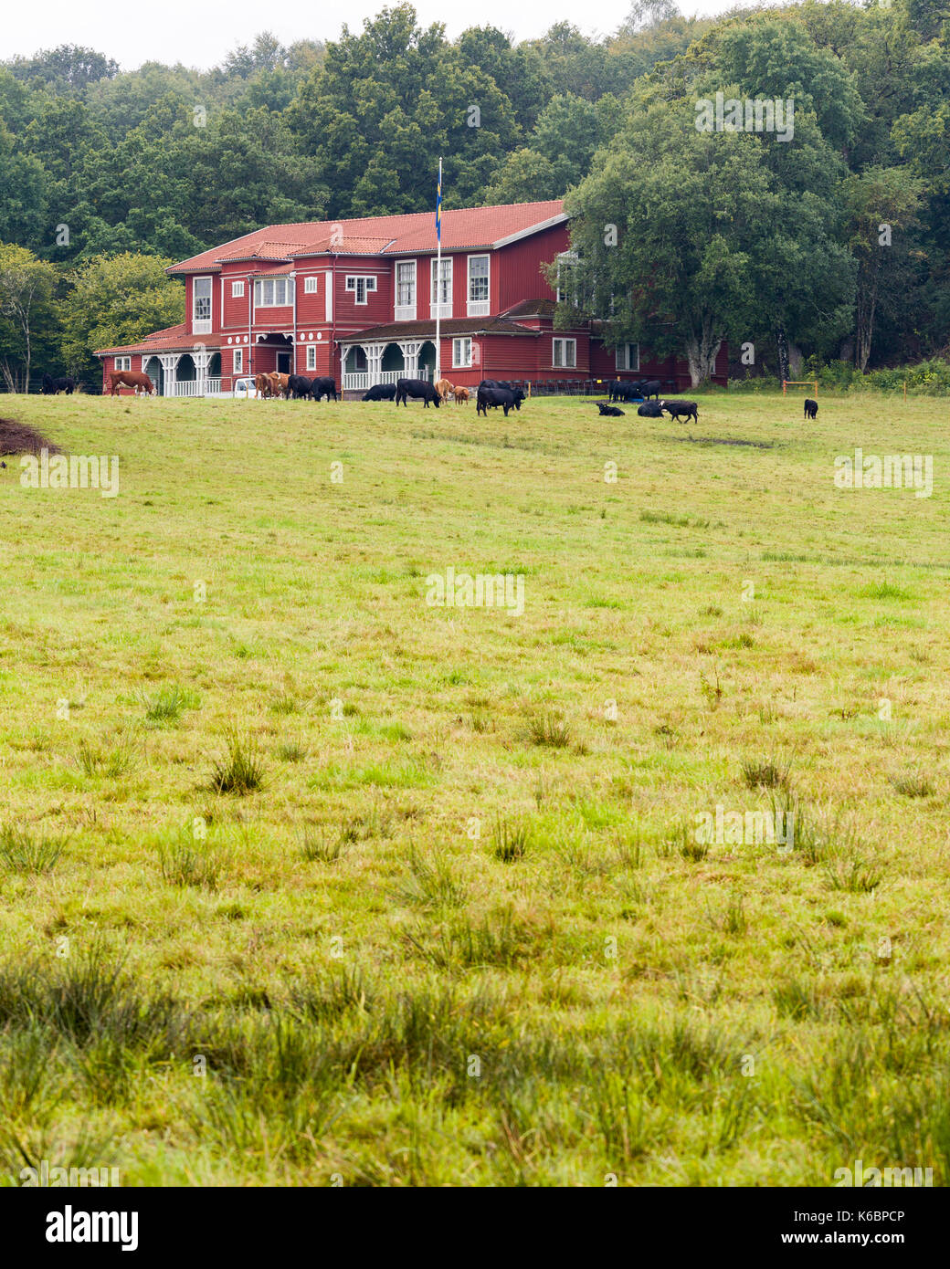 Old house and cows hi-res stock photography and images - Alamy