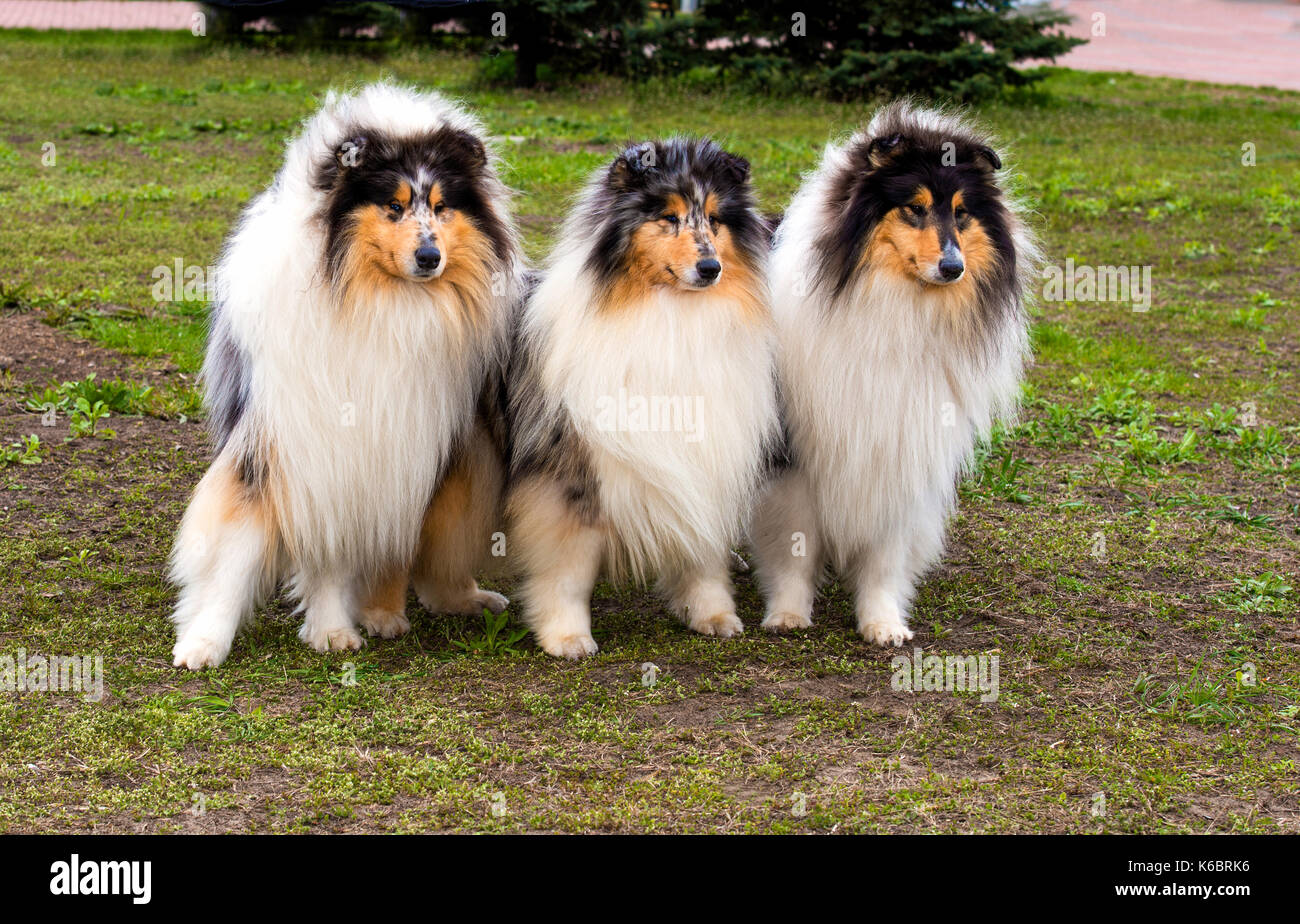 Long haired collie hi-res stock photography and images - Alamy