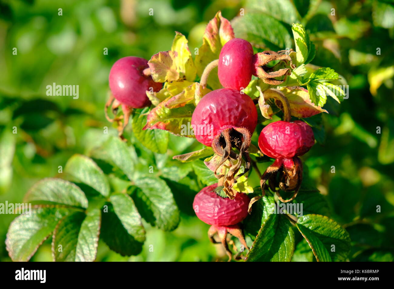 Rosa rugosa hedge hi-res stock photography and images - Alamy
