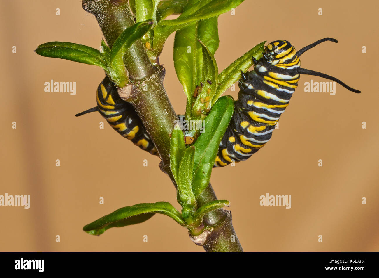 Caterpillar of the Monarch butterfly, Changing from caterpillar to ...