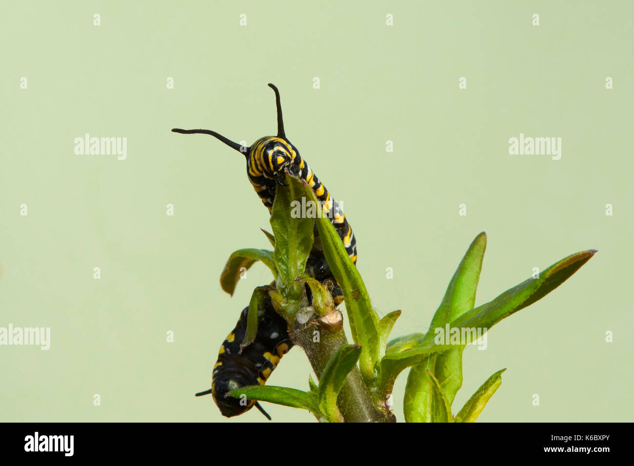 Caterpillar of the Monarch butterfly, Changing from caterpillar to ...