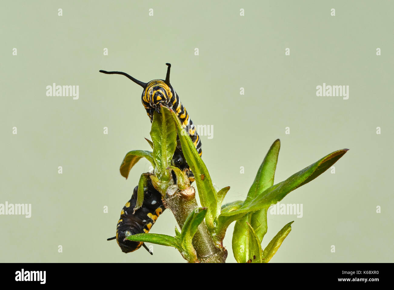 Caterpillar of the Monarch butterfly, Changing from caterpillar to ...