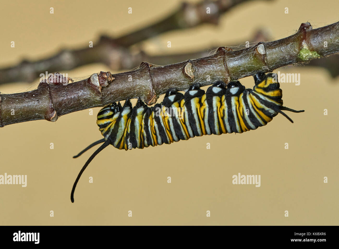 Changing From Caterpillar To Chrysalis Stock Photos & Changing From ...