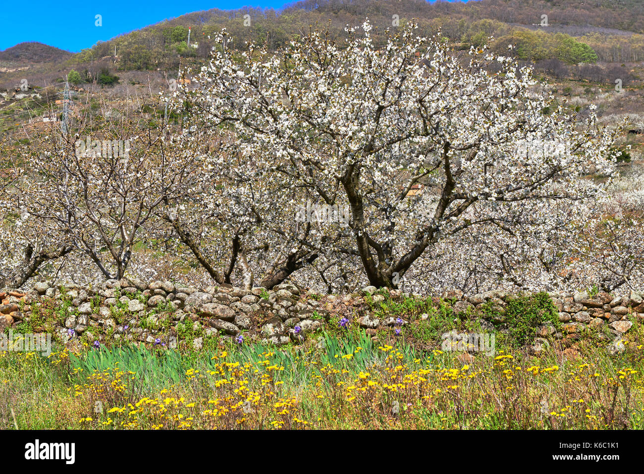 Cherry trees (Prunus cerasus), Cherry trees in full blossom, Jerte ...
