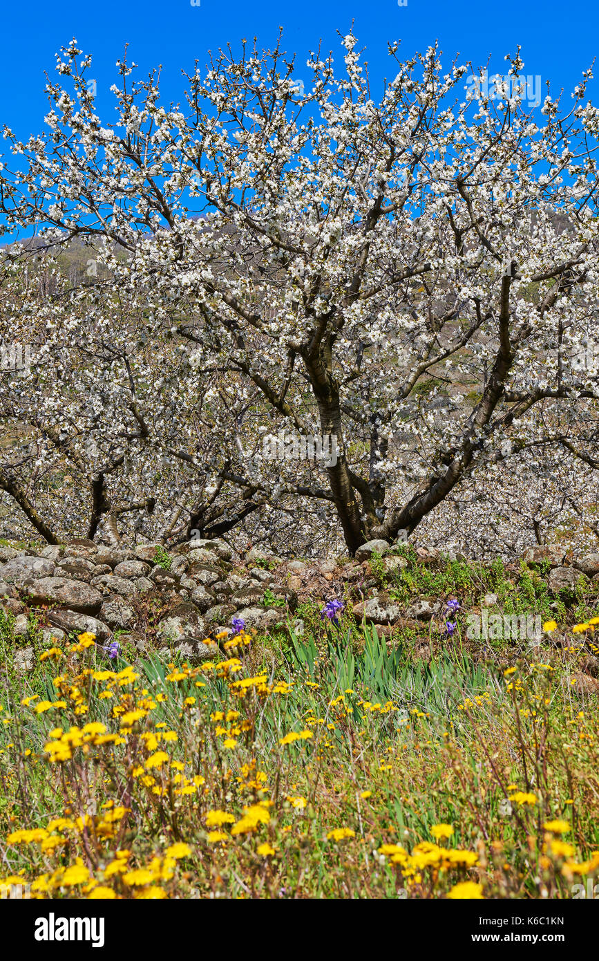 Cherry trees (Prunus cerasus), Cherry trees in full blossom, Jerte ...