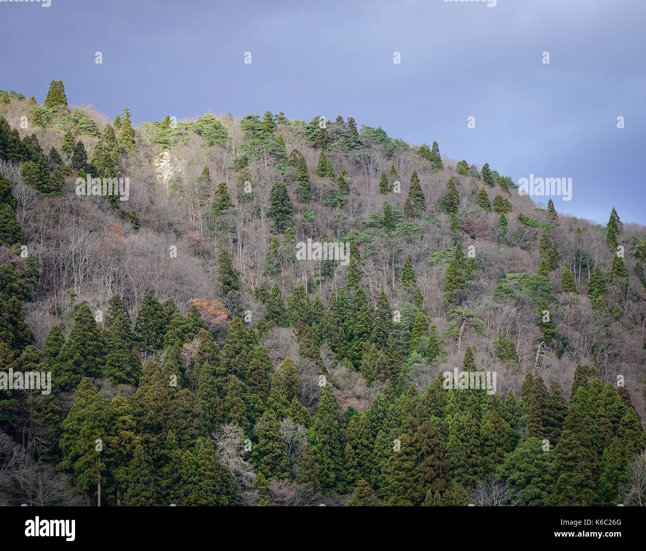 Mountain scenery with pine trees in Yamadera, Japan. Yamadera ...