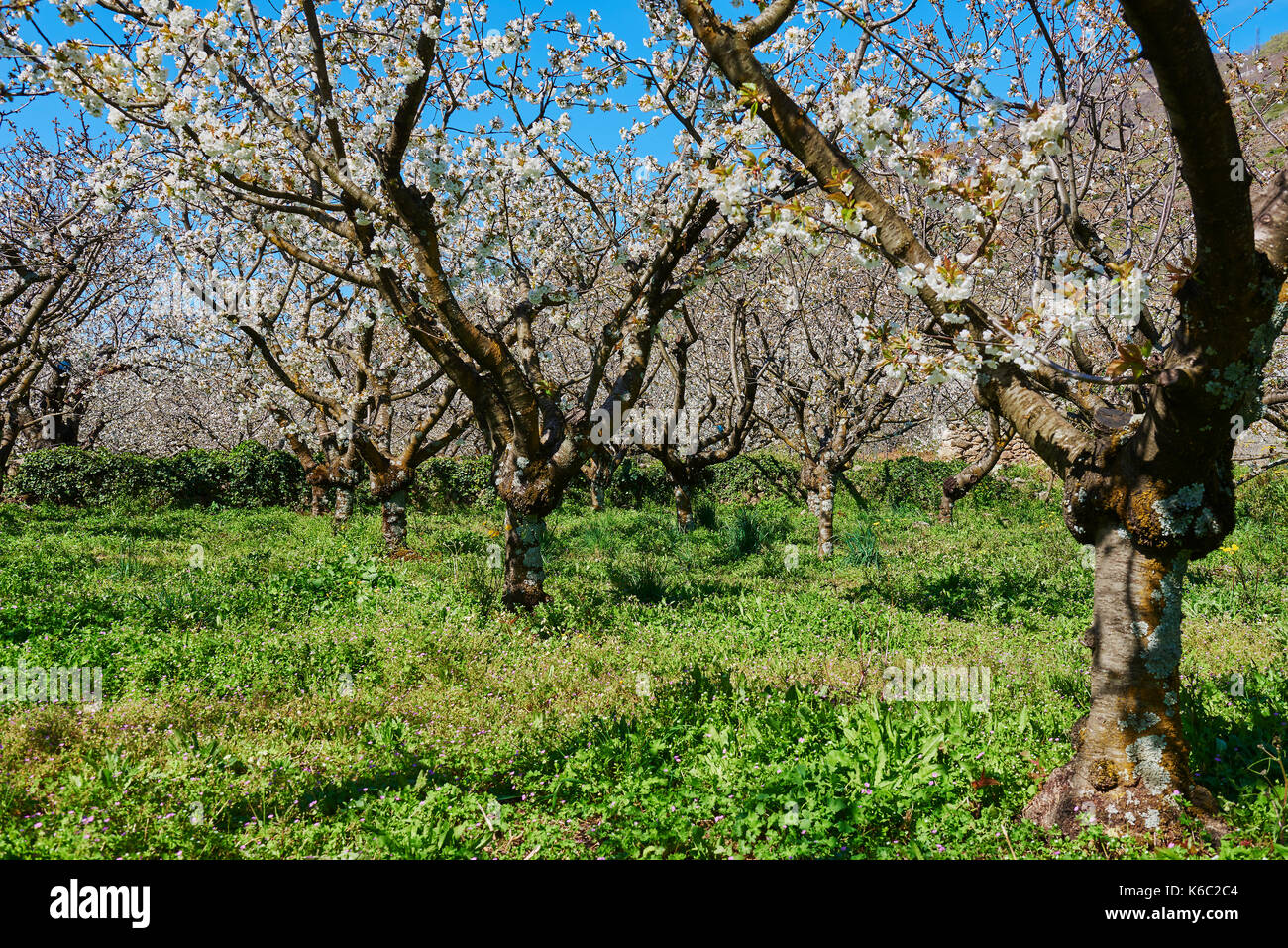 Cherry trees (Prunus cerasus), Cherry trees in full blossom, Jerte ...