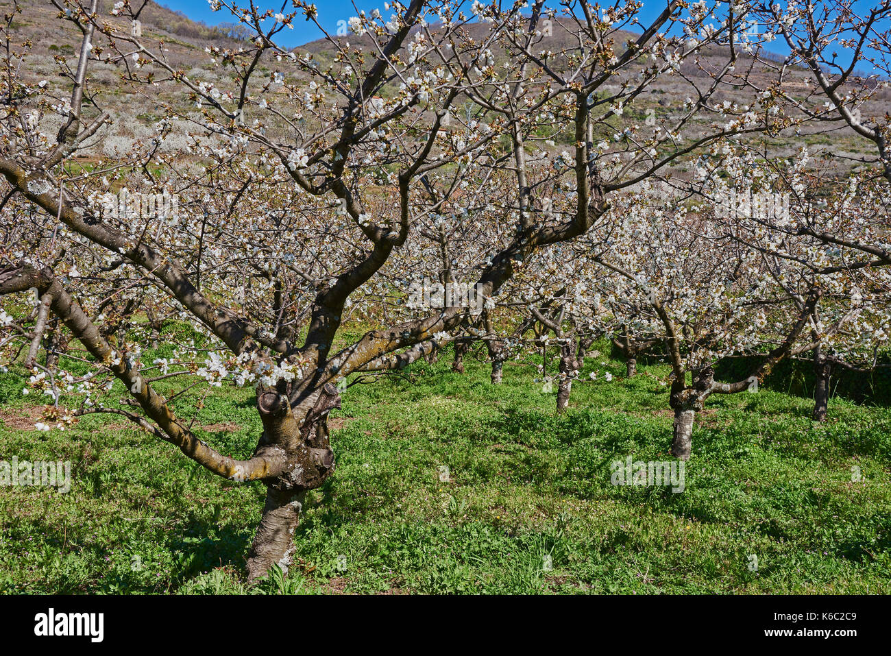 Cherry trees (Prunus cerasus), Cherry trees in full blossom, Jerte ...